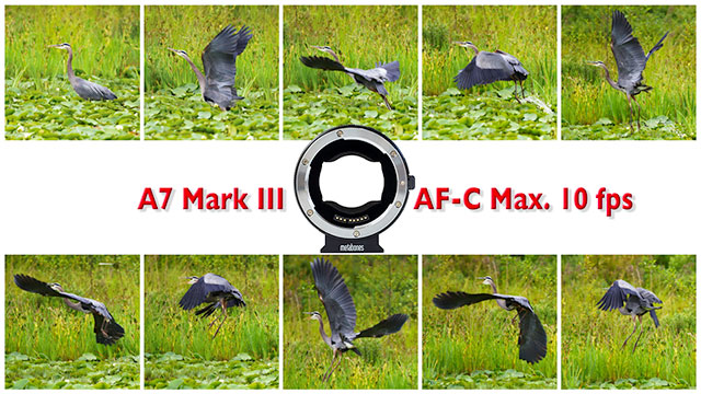 Metabones Smart Adapter Firmware Update v62 Extends Sony a7 III AF-C ...